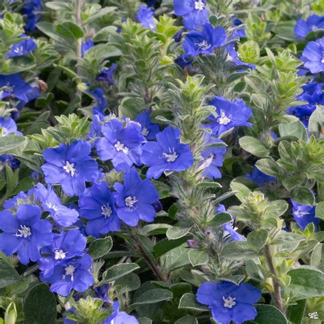 Evolvulus Beach Bum Blue — Green Acres Nursery And Supply