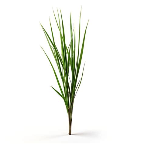 Premium Ai Image Blackwell Switchgrass Forest Green A Single Tapered