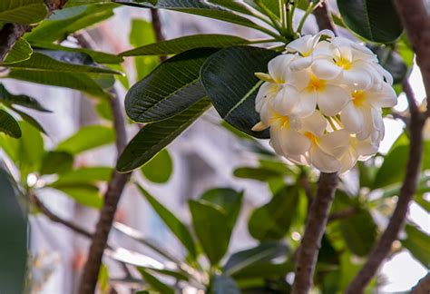 녹색 잎 배경에 흰색 깃털 프랑기파니 꽃 그룹 태국 아름답고 멋진 꽃 0명에 대한 스톡 사진 및 기타 이미지 0명 개화기 관목 Istock