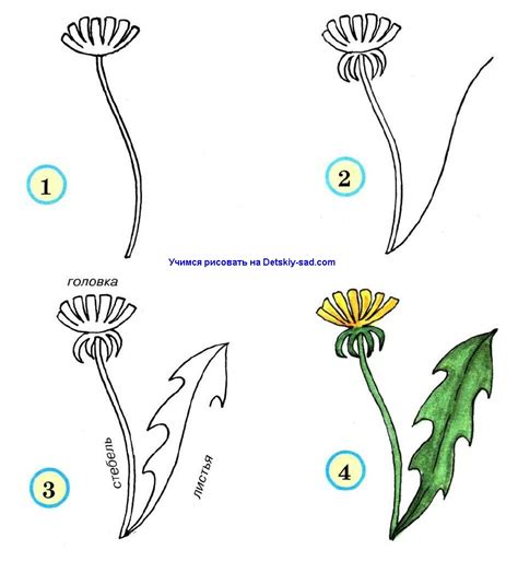 Как нарисовать одуванчик в детском саду