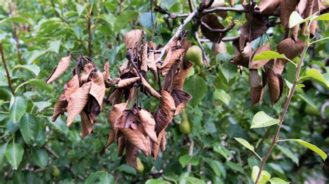 11 Pear Tree Growing Problems And How To Solve Them