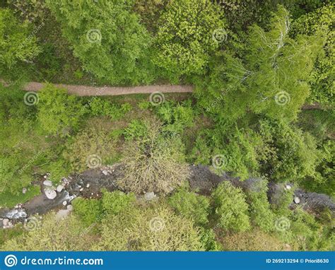 An Aerial Top Down Of A Forest With A Path For Walking And A River