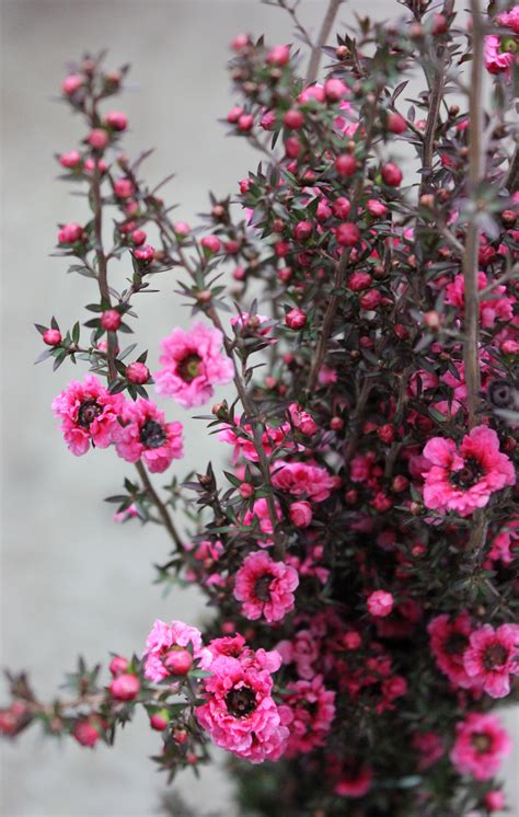 Leptospermum Stevens And Son Wholesale Florist