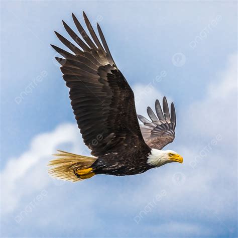 대머리 독수리 우주 비행사