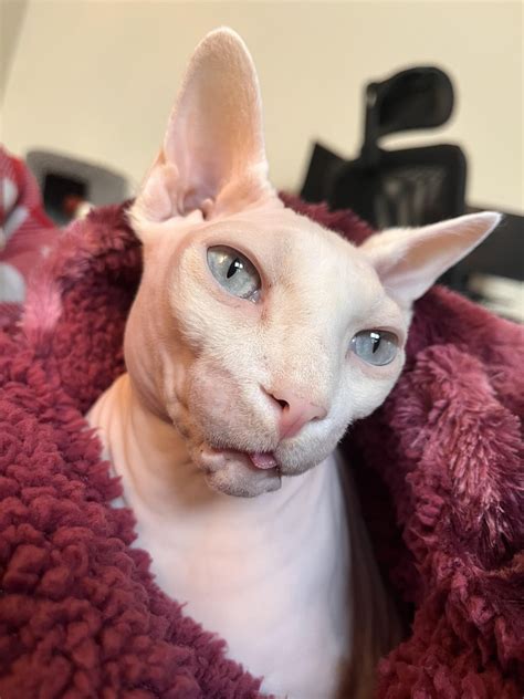 Quick Ace With Bloop Bloop R Backtothegame