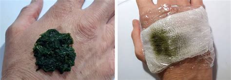 Basil The Lost Herbs