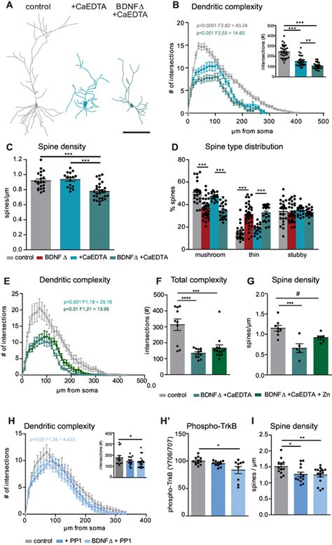 Role Of Ligand Independent Trkb Transactivation In Regulating Dendritic Download Scientific