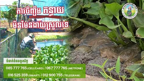 ការចិញ្ចឹមកន្ធាយ មិនងាយស្រួលទេ នាទីកសិកម្ម Agriculture Show Youtube