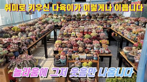 직장생활 하시며 키우신 다육이가 이렇게나 이쁩니다 그저 웃음만 나오는 마당 다육 하우스 묵둥이 국민이 창 다육이