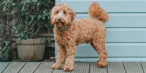 The Ultimate Cockapoo Haircut Guide