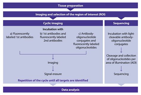Spatial Biology And Imaging Miltenyi Biotec Usa