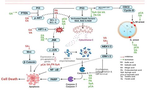 Schematic Illustration Of Cell Cycle Checkpoints Survival Signaling Download Scientific