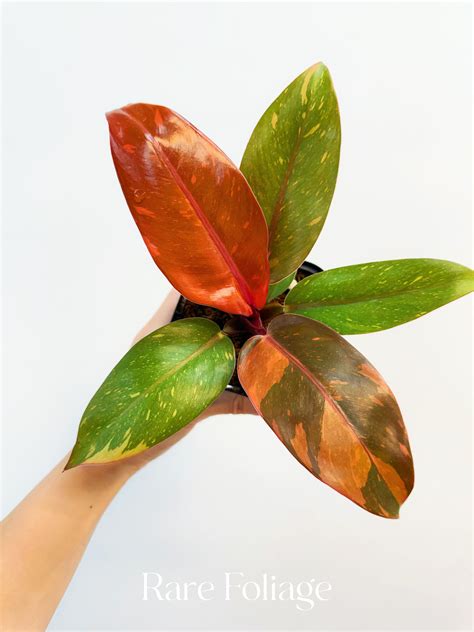 Philodendron Prince Of Orange Variegated 3” Exact Plant Rare Foliage