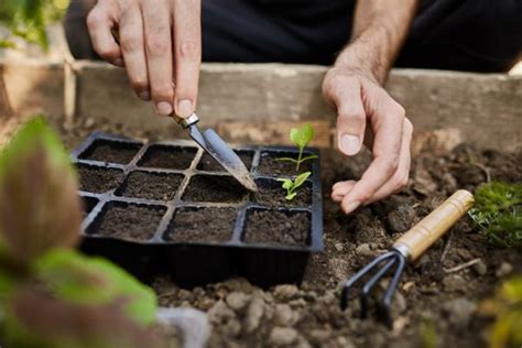 Planting Plugs A Complete Guide Polytunnel Gardening