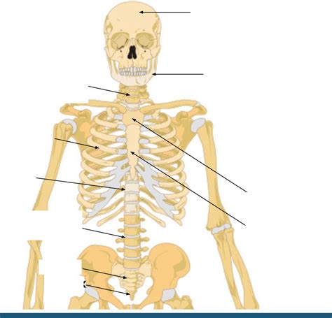 Axial Skeleton Diagram Quizlet