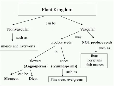 Kingdom Plantae Diagram