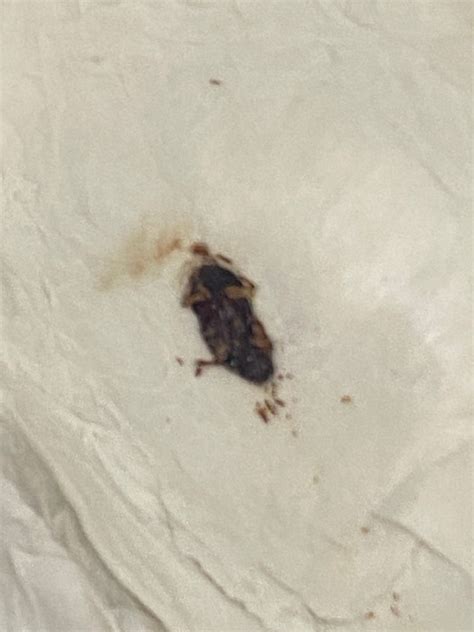 화장실에 나온 벌레 지식in