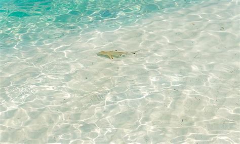 【齋藤薫】一目惚れのメカニズム……人は、透明感ある人にこそ、心惹かれる 総合美 エルビュー 公式webマガジン