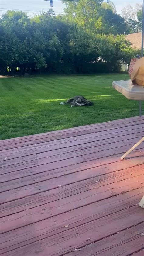 Rollin Rollin Rollin Keep That ‘mira Rollin Album On Imgur