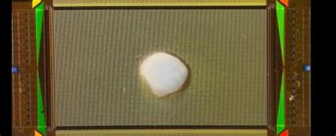 Scientists Built A Functional Computer With Human Brain Tissue