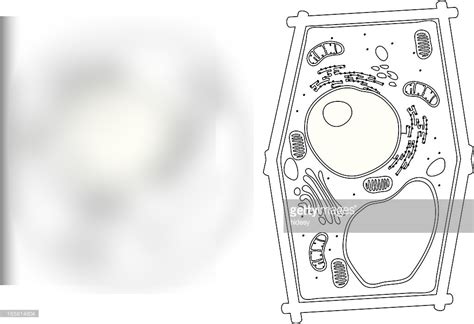 Plant Cell Diagram Quizlet
