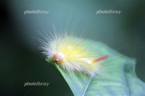 Photolibrary