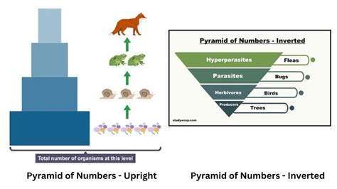 Ecological Pyramids Definition Types Examples Importance