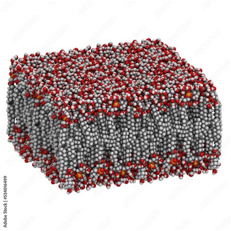 Palmitoyloleoylphosphatidylcholine Popc Lipid Bilayer Molecular Model Stock Illustration