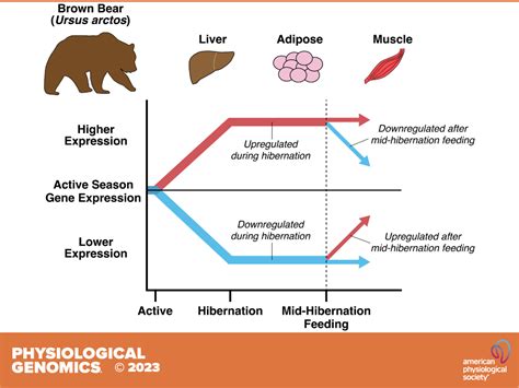 Feeding During Hibernation Shifts Gene Expression Toward Active Season Levels In Brown Bears