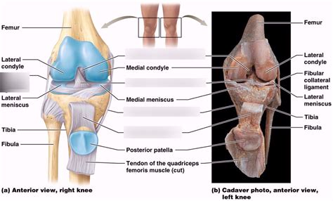 Knee Joint Diagram Quizlet
