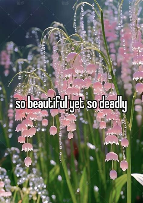 The Flower Is Called Lily Of The Valley Guys DD Pretty Flowers Pictures Lily Of The Valley
