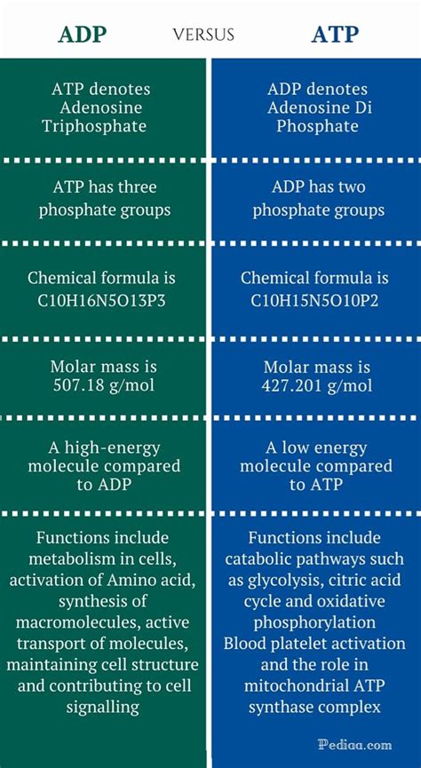 Atp Vs Adp Structure