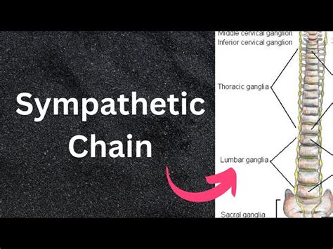 Chain Ganglia Anatomy Left Divisions Of The Autonomic Nervous System