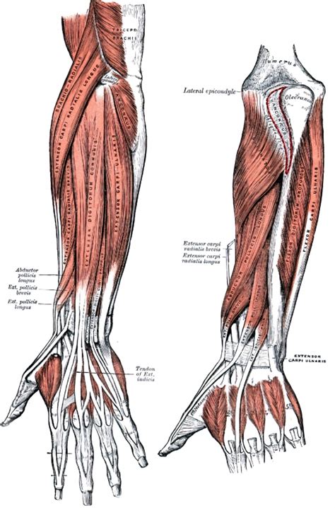 Forearm Anatomy Vessels At Loretta Cyr Blog