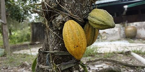 Sedap Isap Biji Koko
