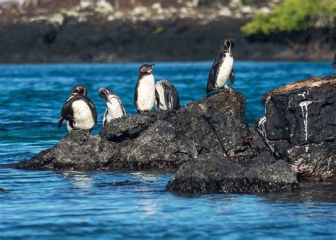 Marvelous Galapagos Islands Tour