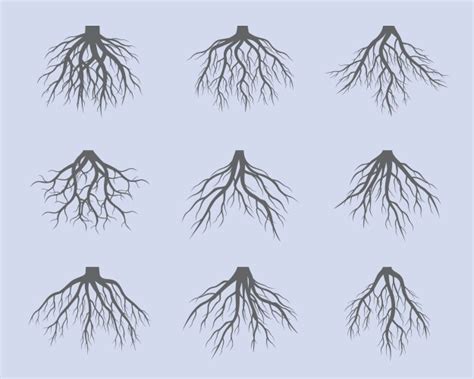 Set Tree Roots Outline Plant Royalty Free Vector Image