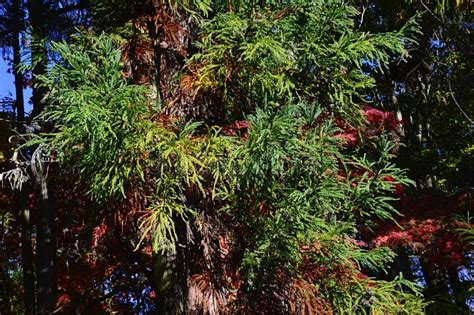 Autumn Branches Of Coniferous Sugi Tree Also Called Japanese Redwood Latin Name Cryptomeria