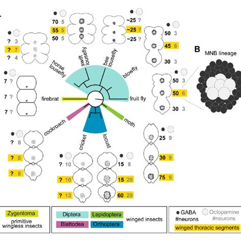 Median Neuron Numbers Vary Between Insect Species A Schematic Download Scientific Diagram