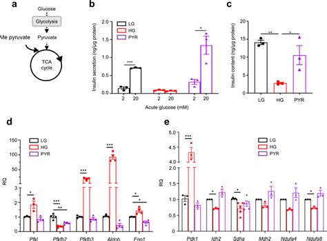 Chronic Effects Of The Mitochondrial Substrate Pyruvate On Insulin Download Scientific Diagram