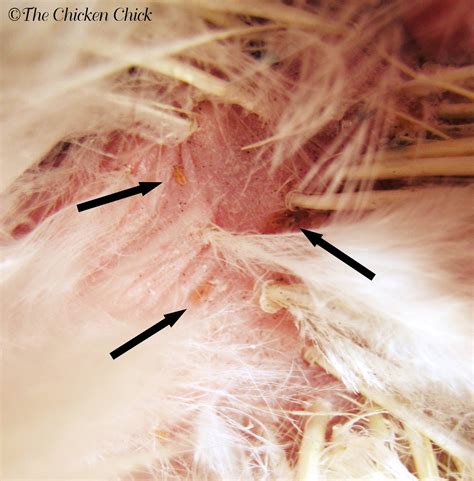 Poultry Lice And Mites Identification And Treatment The Chicken Chick®