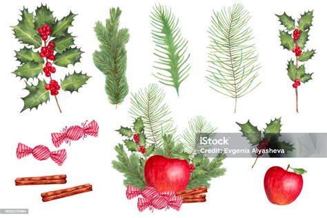 호랑가시나무 가지 빨간 사과 딸기 소나무 계피와 캐러멜 캔디를 곁들인 가문비나무가 있는 크리스마스 컬렉션 새해를 위한 축제 구성수채화 그림입니다 수채화에 대한 스톡 벡터