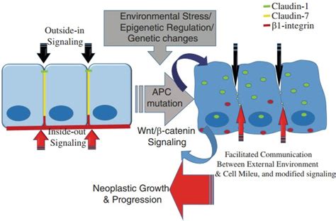 Structure Function Relationships And Pathophysiological Significance Of Tight Junction Claudin
