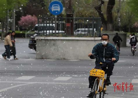 又是一年飞絮时！各地柳絮杨絮漫天飞舞如雪飘