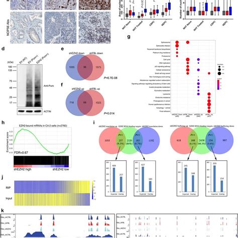 Model Of The Implication Of Ezh2 In Control Of Gene Expression Ezh2 Download Scientific Diagram