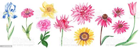 큰 꽃 수채화 세트입니다 정원 꽃입니다 흰색 배경에 격리된 손으로 그린 식물 삽화 식물 컬렉션 스티커 카드 Farbic 인쇄 화장품 포장 디자인 스크랩북에 사용할 수