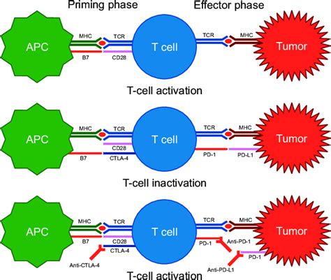 The Immune System Activation And Checkpoint Inhibitors APC Antigen Download Scientific