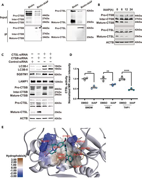 Inhibition Of Cathepsin L Ameliorates Inflammation Through The A20 Nf