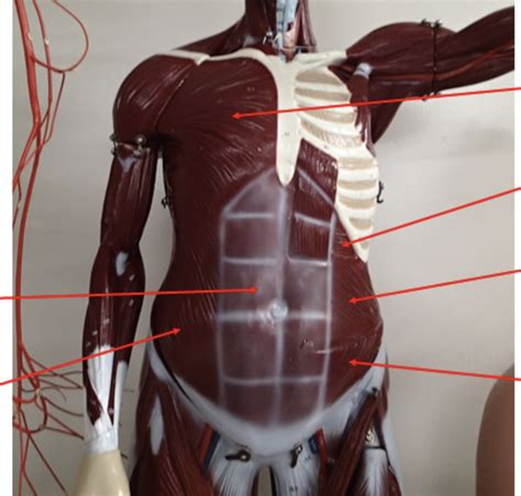 Lab Exam 2 Muscle Diagram Quizlet