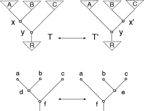 A General Rotation Top And A Particular Rotation Bottom On Rooted Download Scientific